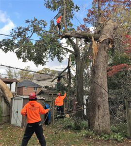 How Our Tree Services Can Restore Your Tree After Storm Damage - Nosak ...