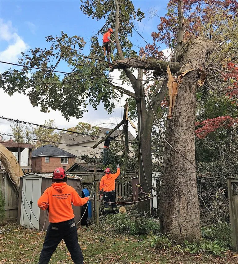 How Our Tree Services Can Restore Your Tree After Storm Damage - Nosak ...